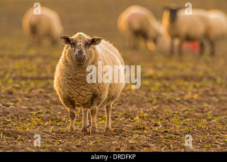 Sheep feeding on sugar beet tops after crop harvesting in the Norfolk ...