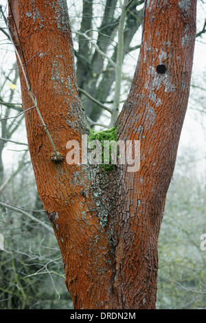Closeup of bark of a tree fork with moss and lichen on it Stock Photo ...