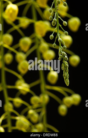 Cluster of Golden shower, Cassia Fistula, flowers in tree. Known as konna in Kerala, India and ...