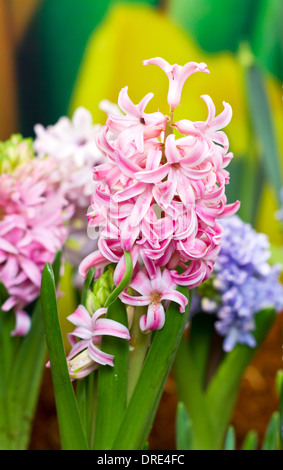 Blooming hyacinth grow in the garden. Spring gardening, outdoor concept ...