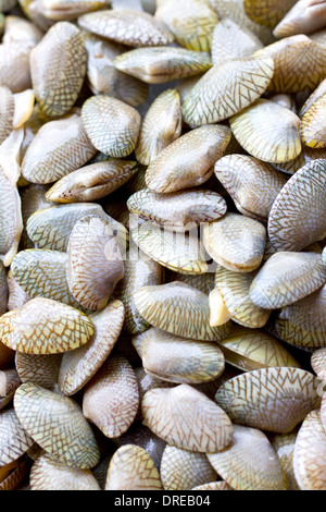 Surf clam, Short necked clam, Carpet clam, Venus shell, Baby clam ...