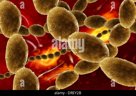 coccus bacteria with red background Stock Photo - Alamy