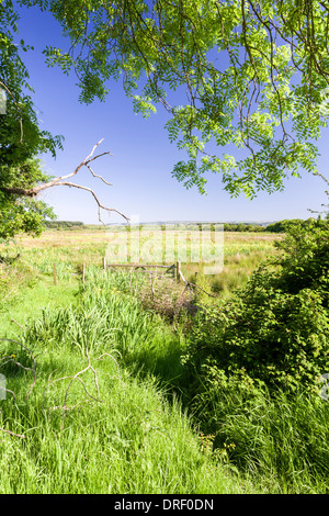 Cwm Ivy Marsh Gower Peninsula Wales UK Stock Photo - Alamy