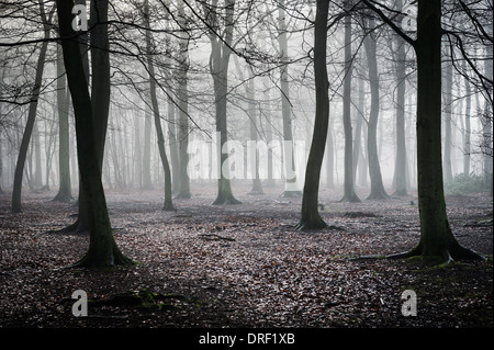 Thick fog shrouding woodland in the Essex countryside Stock Photo - Alamy