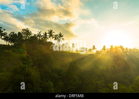 Sun is rising above lush jungle Stock Photo - Alamy