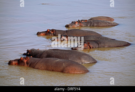 Hippos at South Luangwa National Park, Zambia, Hippos at South Luangwa ...