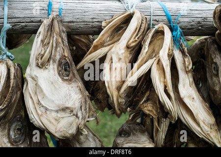 Hardfiskur - Icelandic dried fish Stock Photo - Alamy