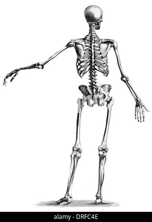 Illustration of human skeleton back view Stock Photo - Alamy