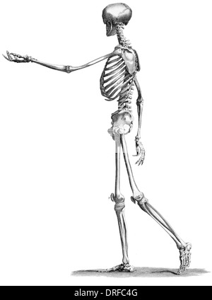 Illustration of human skeleton side view Stock Photo - Alamy