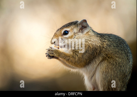 The African ground squirrels (genus Xerus) staying on dry stones of ...