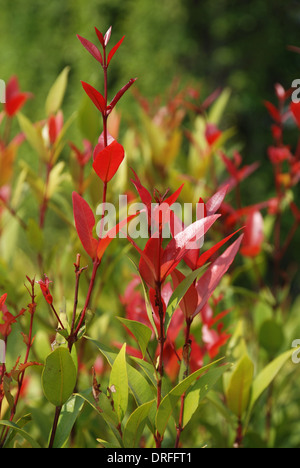 Christina tree The best tree for decoration in your garden Stock Photo ...