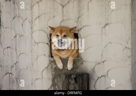 Dog Peaking Through a Hole In the Wall Stock Photo - Alamy