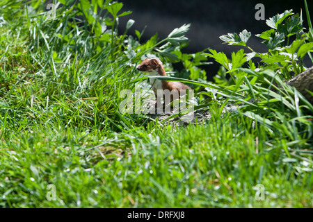 Weasel, Mustela nivalis, Common or least weasel, Captive, October 2021 ...