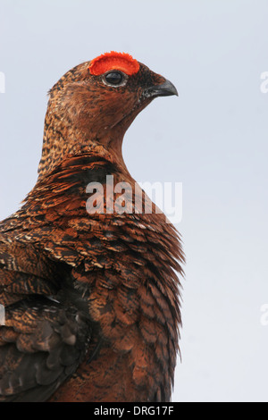 Red grouse (Lagopus lagopus scotica) on heather in sunset light, UK ...