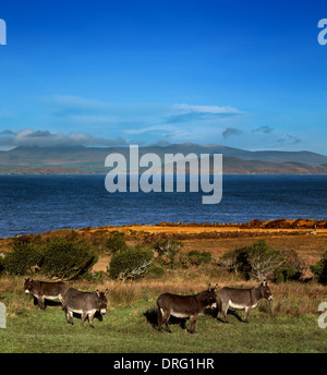 Donkeys on the farm eat grass Stock Photo - Alamy