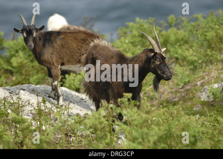 Feral goat Capra hircus kid Scotland Stock Photo - Alamy