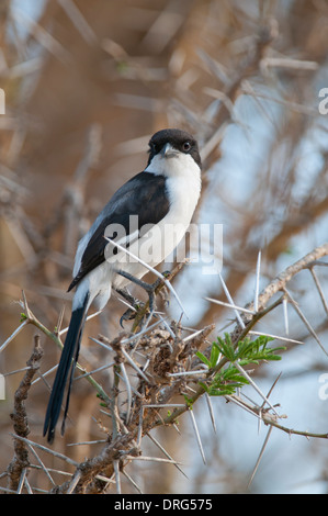 Long-tailed Fiscal Shrike perched Stock Photo - Alamy