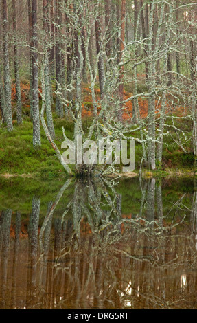 Reflections on Loch Achilty Stock Photo - Alamy