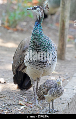 Peacock, Pavo cristatus, mother animal, fledgling, side view, meadow ...