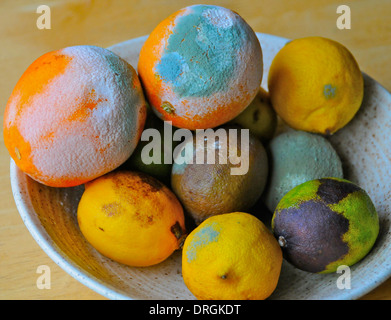 Mouldy moldy fruit left in a bowl Stock Photo - Alamy