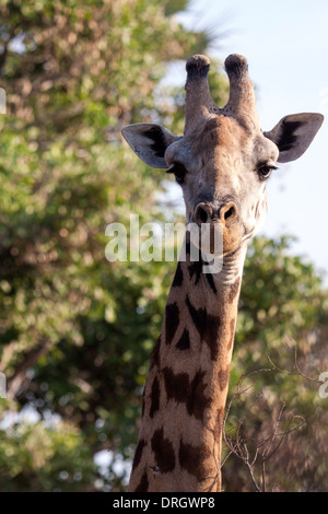In Ruaha National Park, some of the Giraffe are afflicted with a skin ...