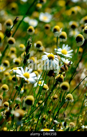 A vertical closeup shot of a blooming wild pink white rose in a garden ...