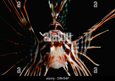 A Hawaiian endemic turkeyfish (Pterois sphex Stock Photo - Alamy