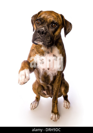 Funny boxer isolated on the white Stock Photo - Alamy