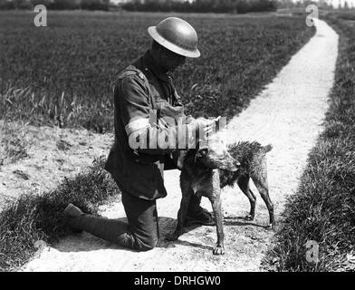 Wartime Messenger Dog Stock Photo - Alamy
