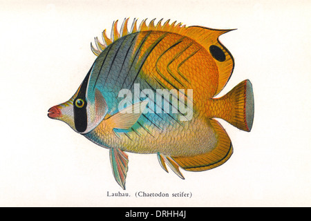 Lauhau, Fishes of Hawaii Stock Photo - Alamy