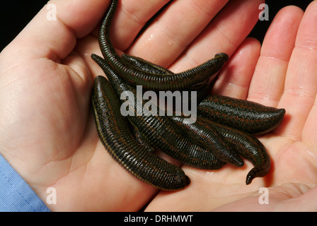 Biopharm (UK) which breeds European Medicinal Leeches with manager Carl ...