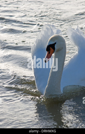 Mute swan with aggressive posture Stock Photo - Alamy