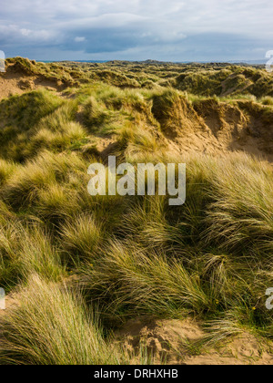 Braunton Burrows, Sand dunes, North Devon, UNESCO Biosphere Reserve, UK ...