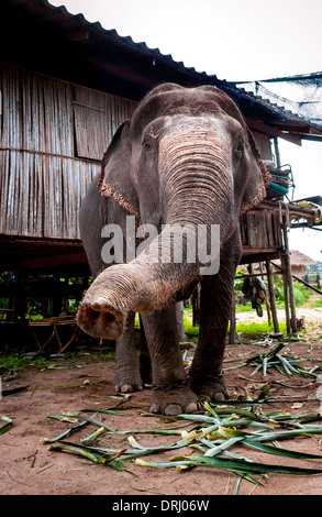 elephant trunk and feet Stock Photo - Alamy