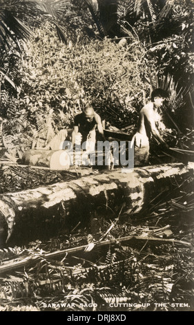 Sago Industry of Sarawak Stock Photo - Alamy