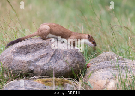 Fell, Großes Wiesel, Hermelin, Kurzschwanzwiesel, Marder, Mustela ...