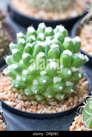 Small domestic cactus. Cactus in a pot close-up Stock Photo - Alamy