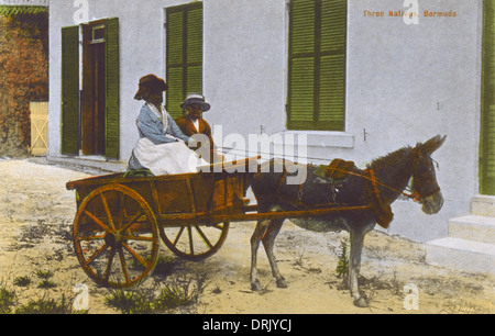 Three Natives of Bermuda Stock Photo - Alamy