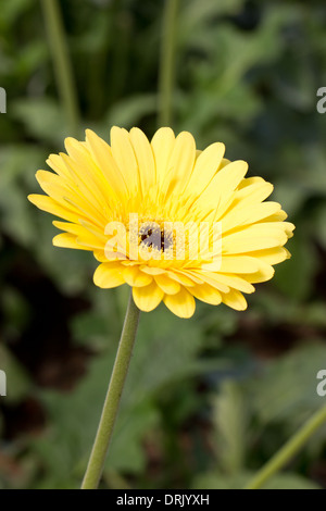 Yellow gerbera flower (Brilliance Stock Photo - Alamy