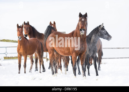 Holstein Horse Herd of young stallions on a snowy pasture Germany Stock ...
