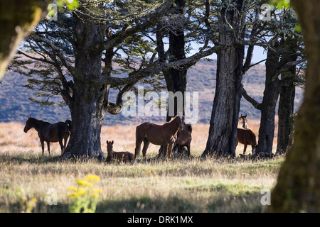Kaimanawa Horse Wild horses resting in the shadow of tall trees ...