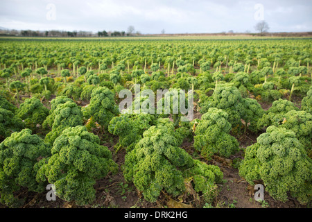 Fields of kale at Broadward Hall farm, Herefordshire, England, UK Stock ...