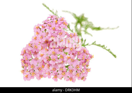 yarrow isolated on white background Stock Photo - Alamy