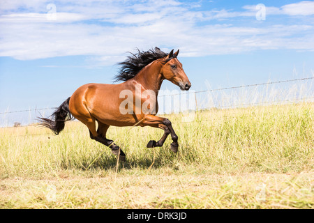 Boerperd, Boer Pony. Bay horse with rider showing an extended trot ...