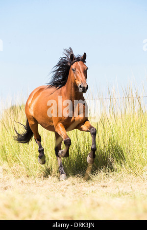 Boerperd, Boer Pony. Bay horse with rider showing an extended trot ...