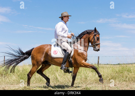 Boerperd, Boer Pony. Bay horse galloping on a pasture South Africa ...