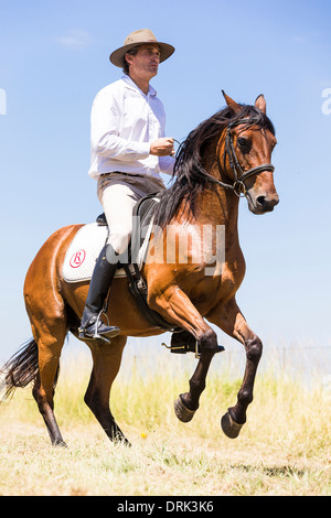 Boerperd, Boer Pony. Bay horse with rider showing an extended trot ...