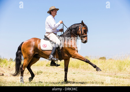 Boerperd, Boer Pony. Bay horse with rider showing an extended trot ...