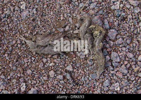 Droppings of European Wolf (Canis lupus) with hairs from prey. Europe ...