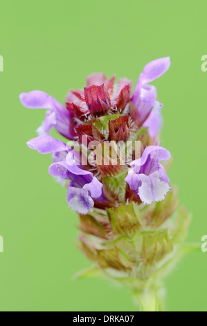 Flowers of a Common Selfheal (Prunella vulgaris). The plant as a whole ...
